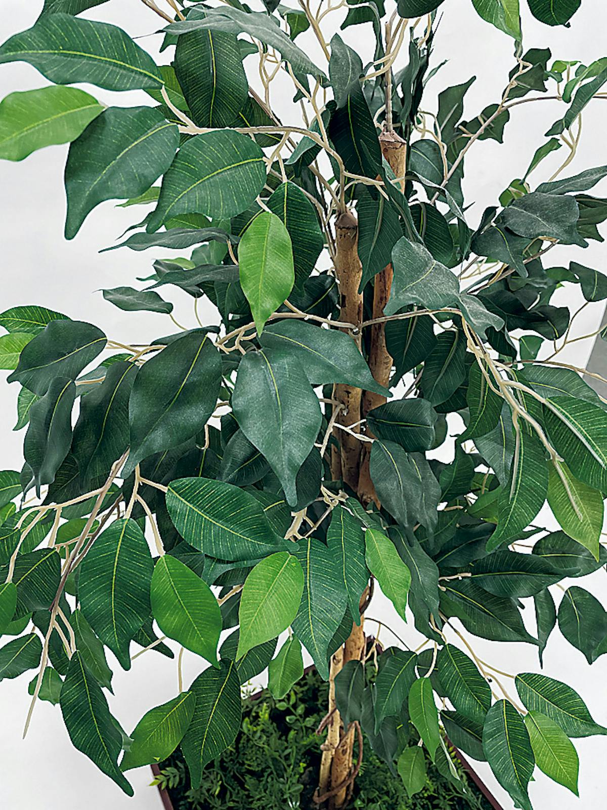 組み合わせプランター GR5082 フィカスベンジャミン H1300｜人工観葉植物 樹木プランター セピア