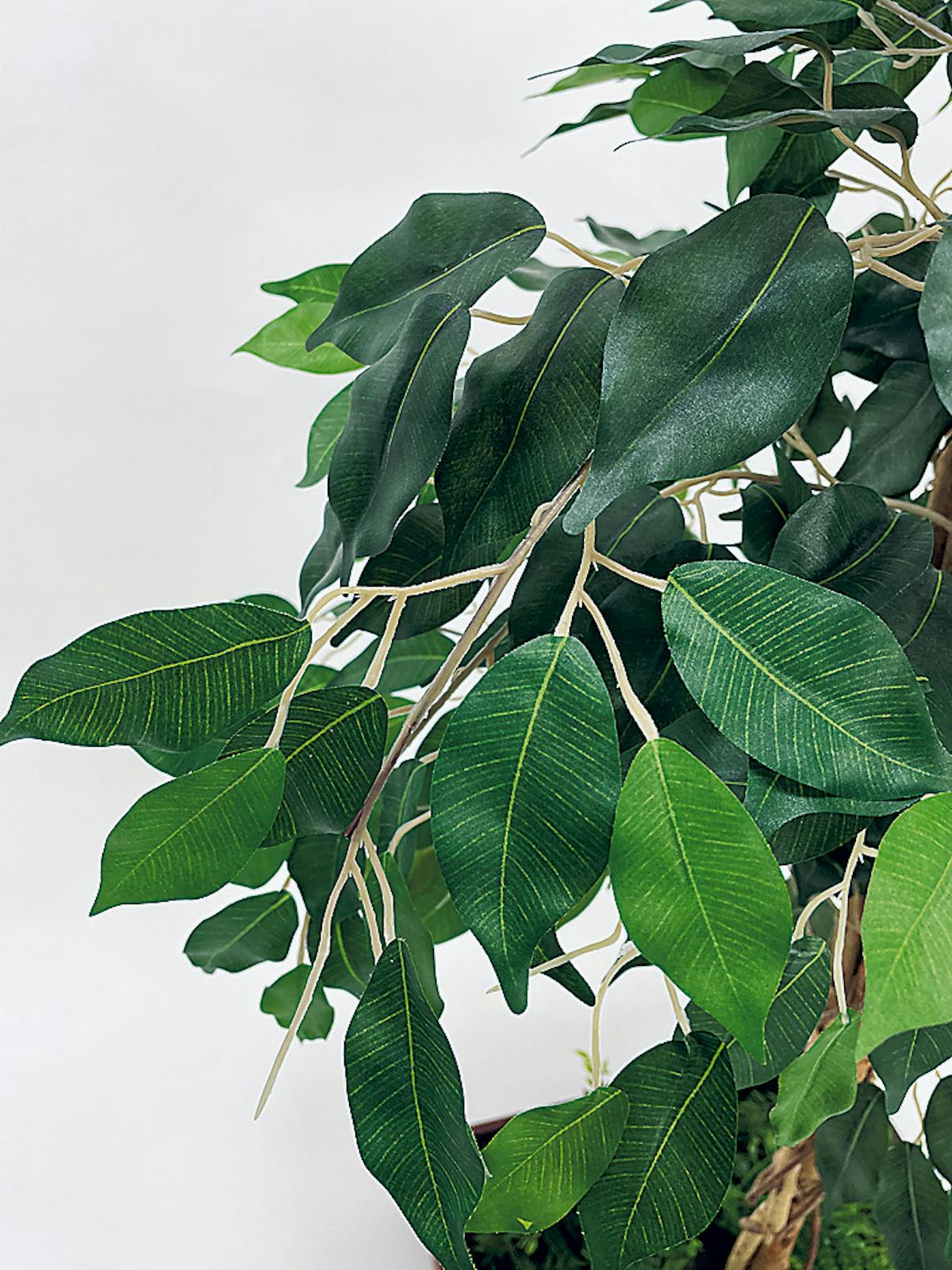 組み合わせプランター GR5082 フィカスベンジャミン H1300｜人工観葉植物 樹木プランター セピア